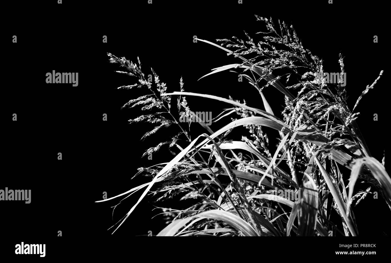 Selective focus farm Black and White Stock Photos & Images - Alamy