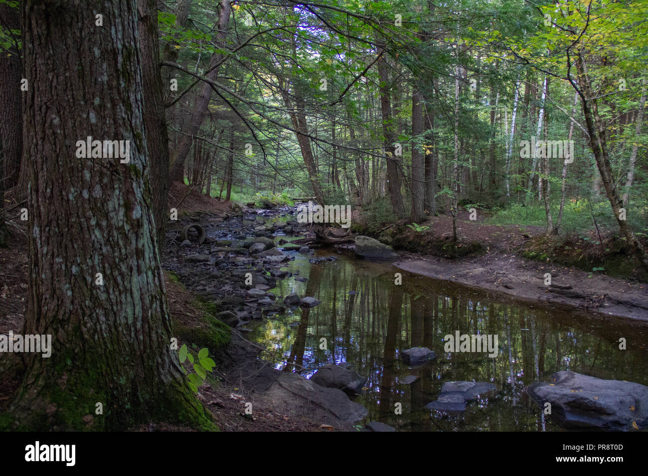 A nice hike in the woods Stock Photo - Alamy