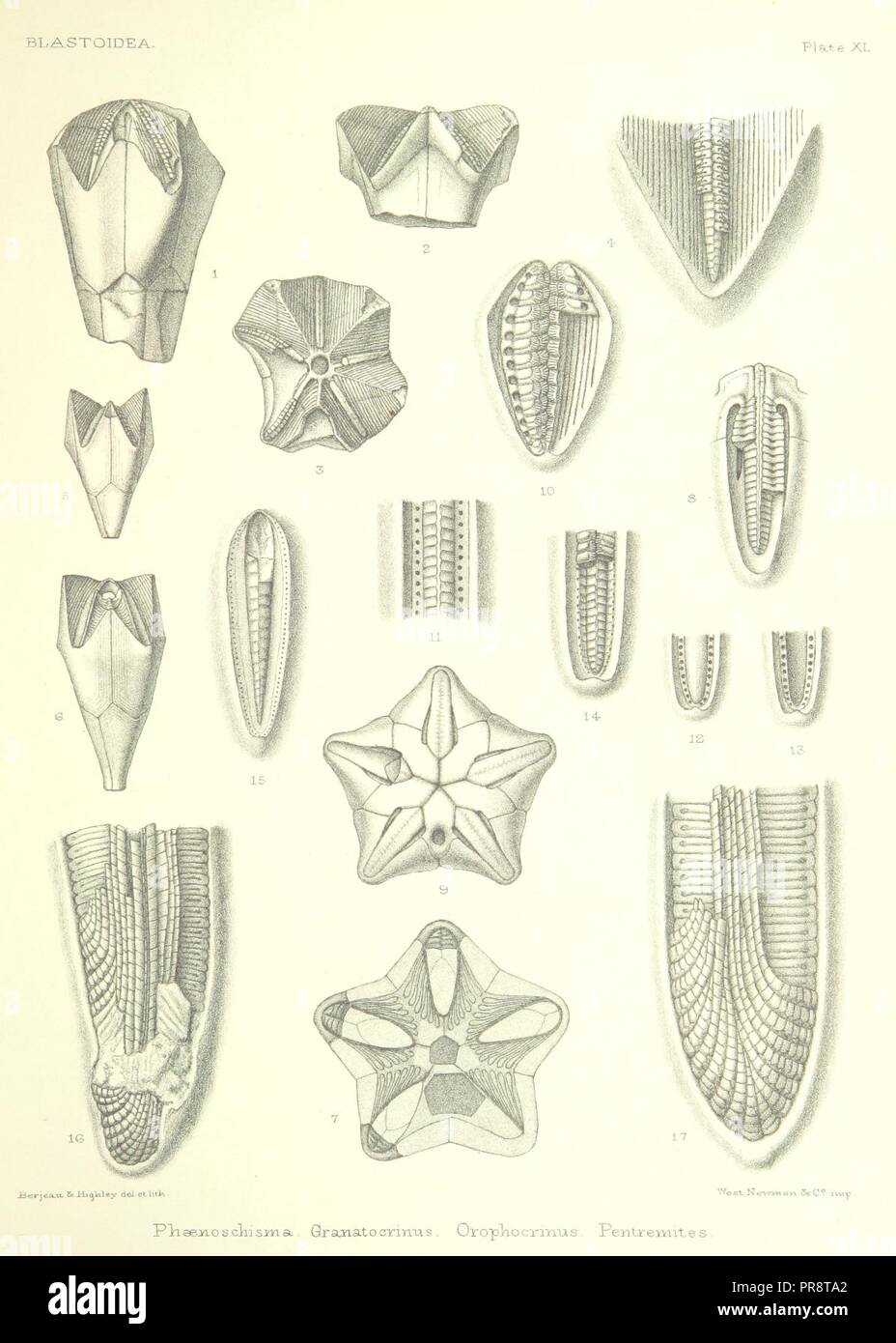 page 385 of 'Catalogue of the Blastoidea in the Geological Department ...
