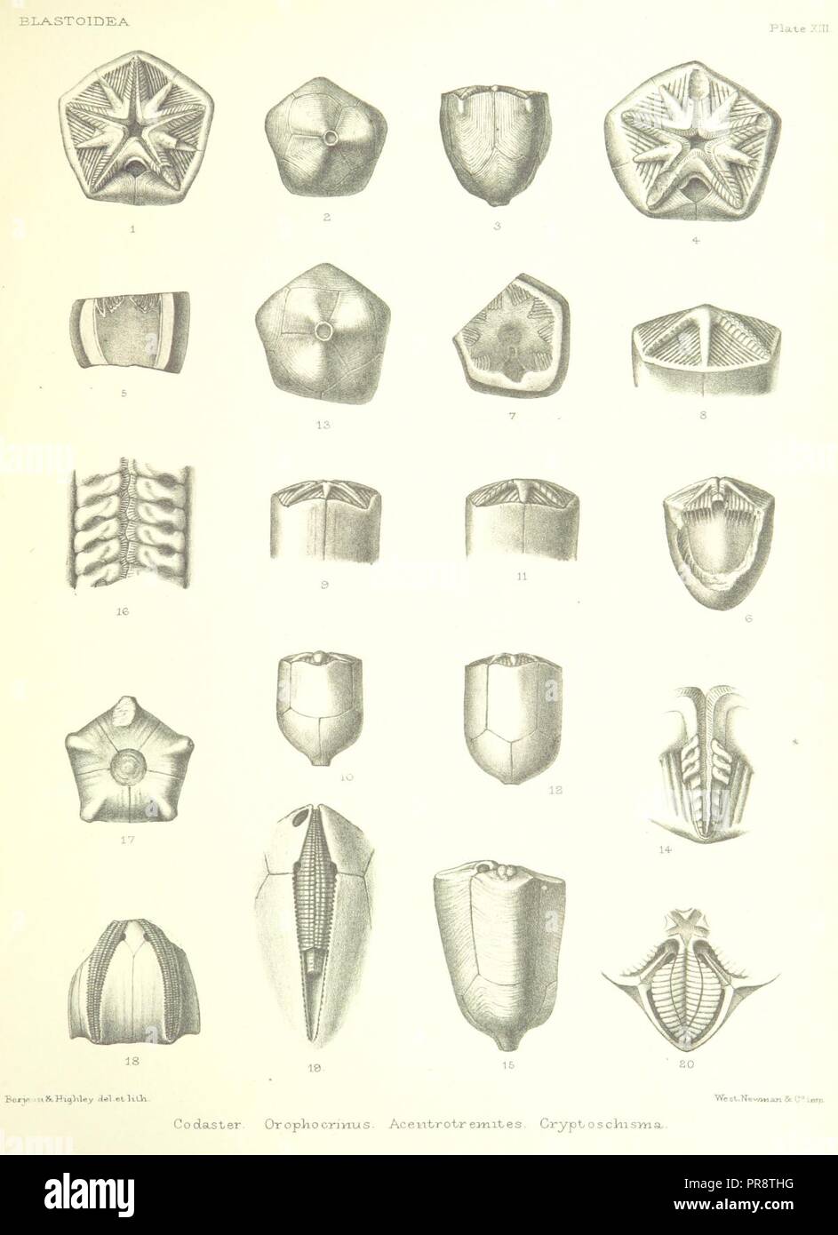 page 393 of 'Catalogue of the Blastoidea in the Geological Department ...