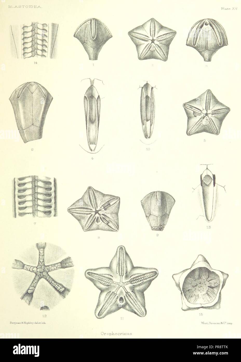 page 401 of 'Catalogue of the Blastoidea in the Geological Department ...