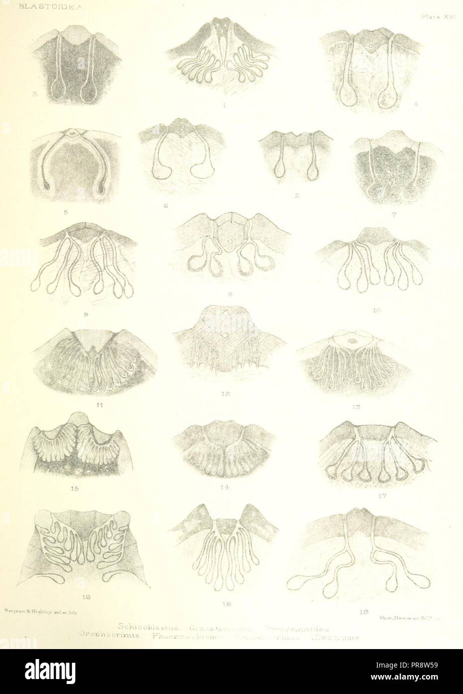 page 409 of 'Catalogue of the Blastoidea in the Geological Department ...