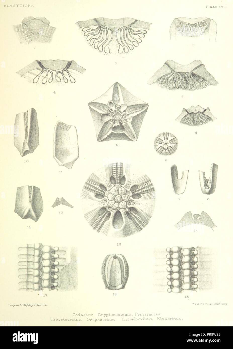 page 413 of 'Catalogue of the Blastoidea in the Geological Department ...