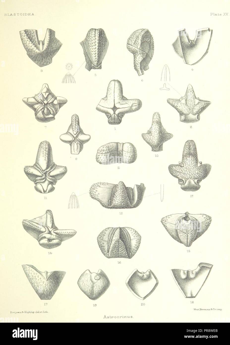 page 421 of 'Catalogue of the Blastoidea in the Geological Department ...