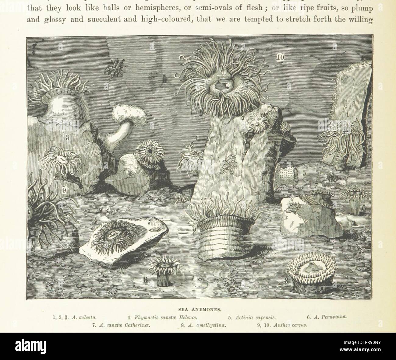 page 568 of '[The Sea its stirring story of adventure, peril & heroism ...