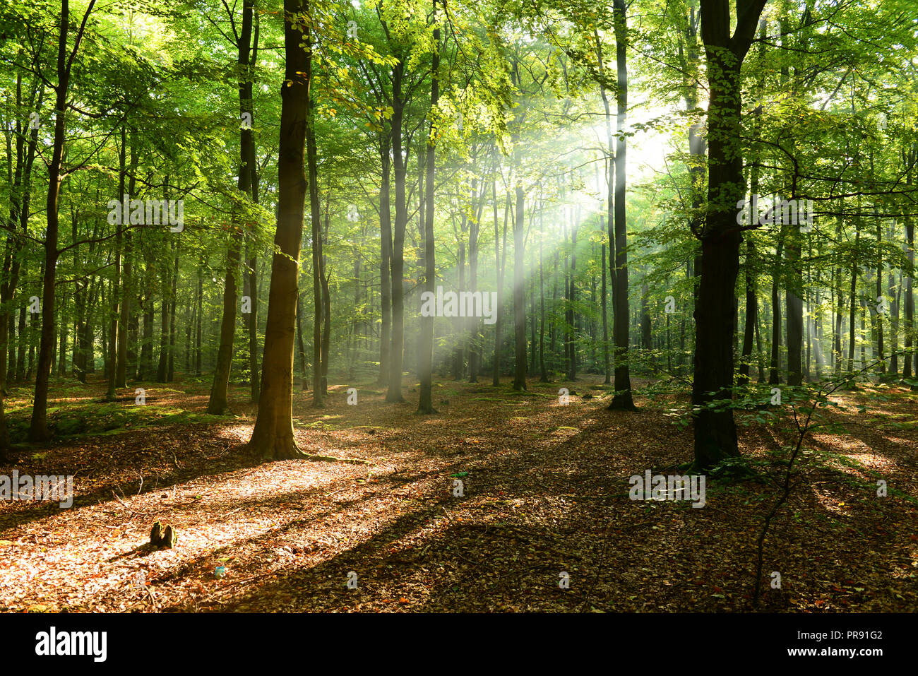 Morning in the forest Stock Photo - Alamy