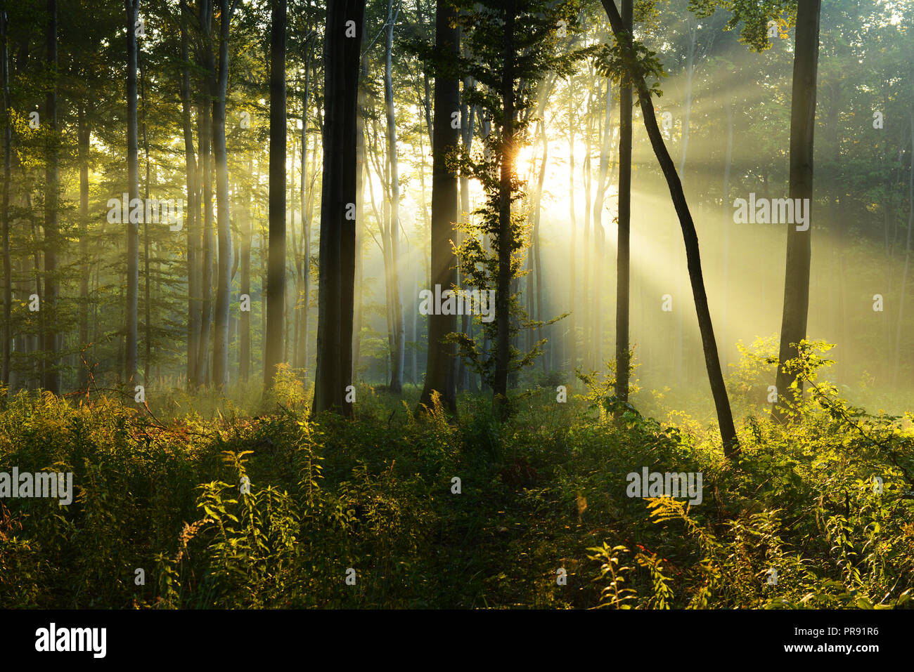 Morning in the forest Stock Photo - Alamy