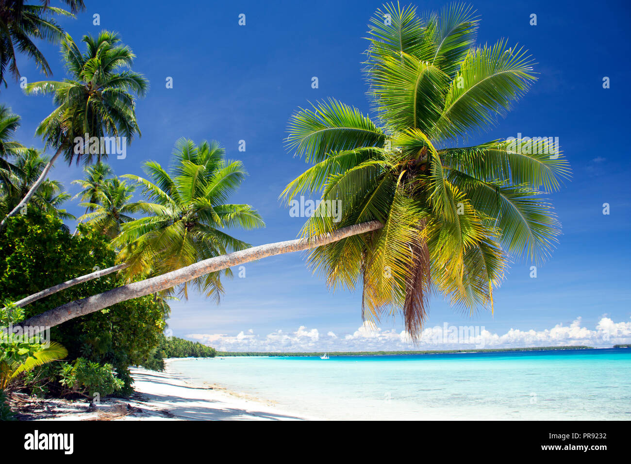 White sand beach and coconut tree, Ant Atoll, Pohnpei, Federated States ...