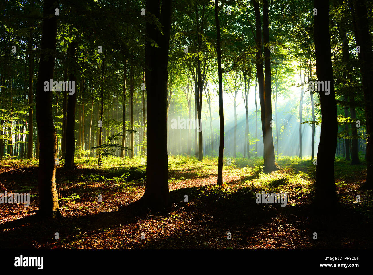 Morning in the forest Stock Photo - Alamy