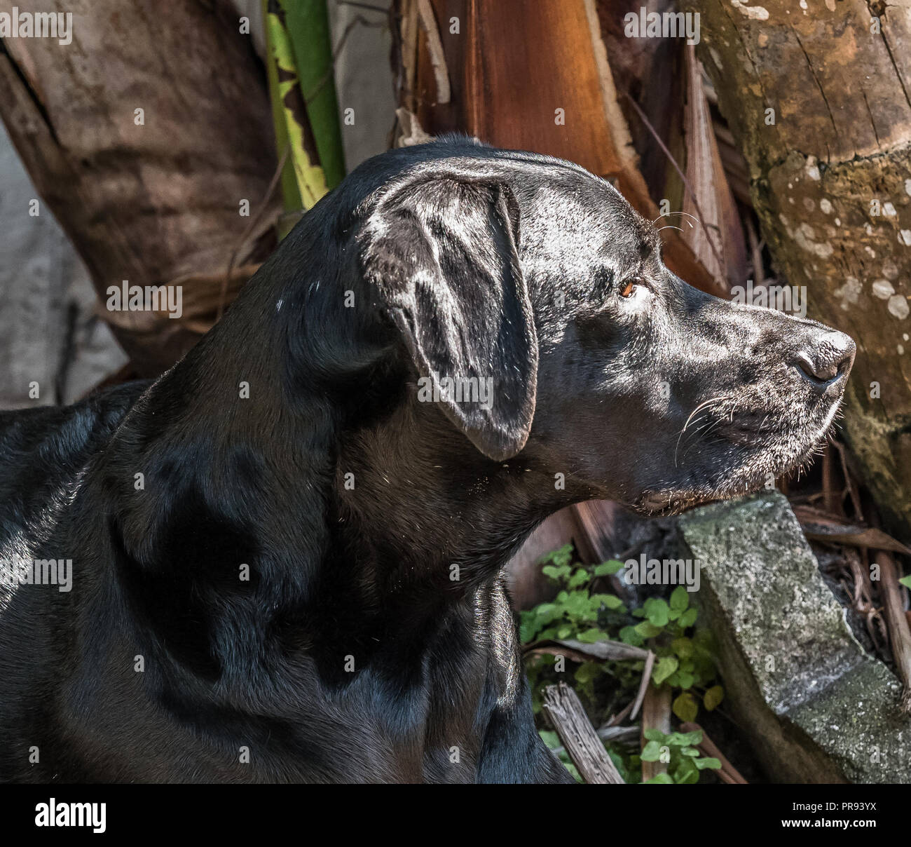 Headshot profile view of a black Labrador retriever mix Stock Photo - Alamy