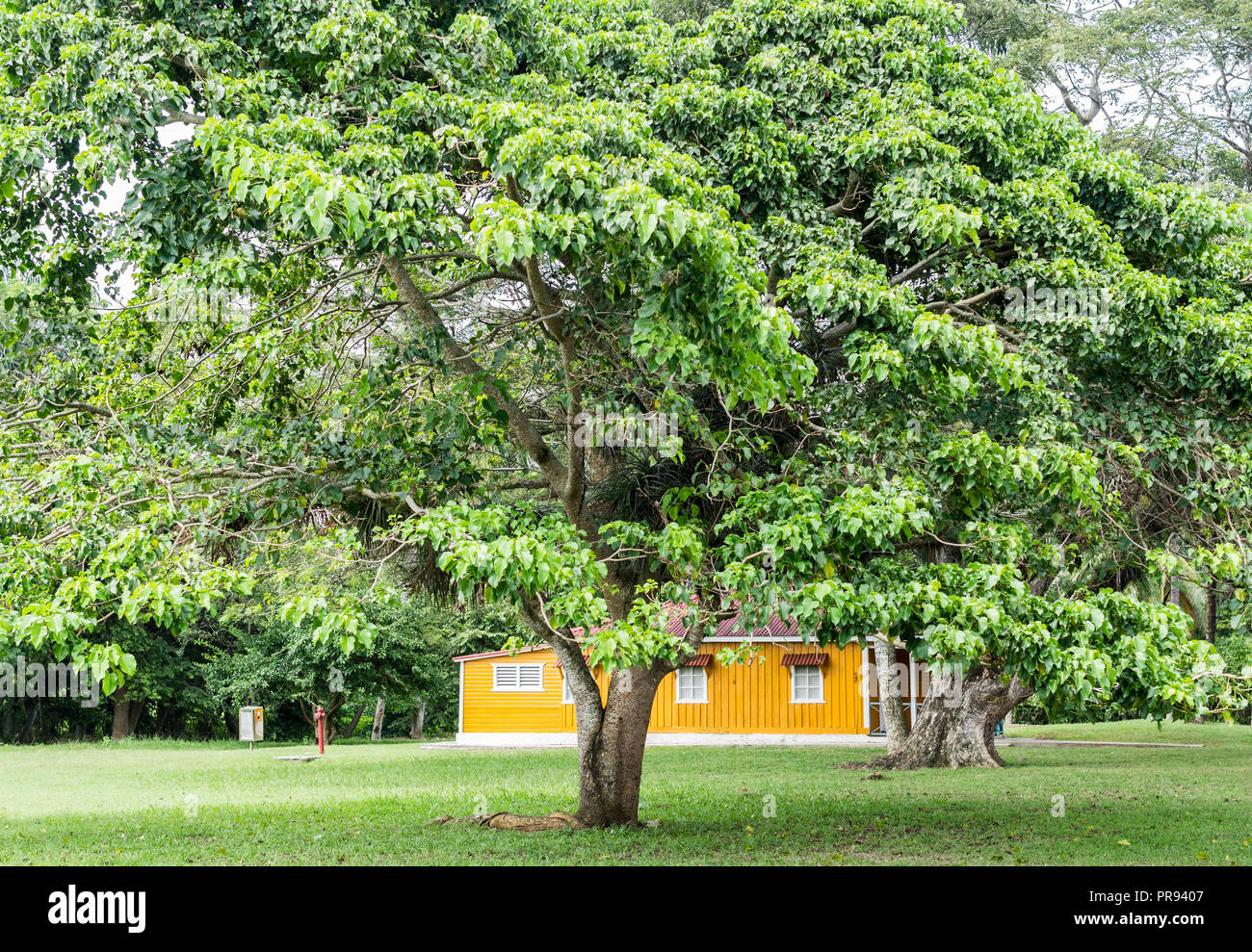 Birán, Cuba - September 1, 2017: Large trees flourish on the Castro ...