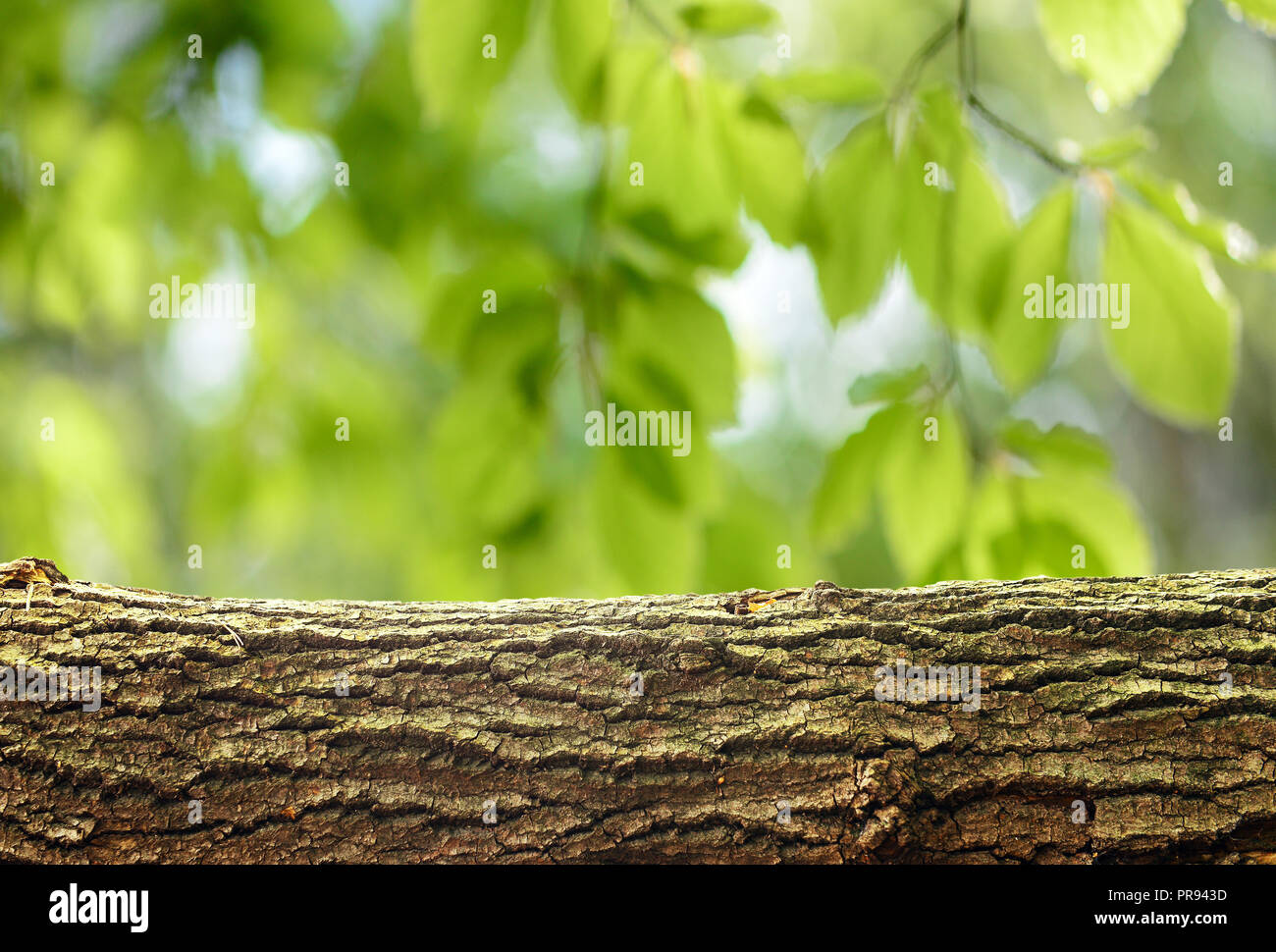 Wooden log background for product display montages Stock Photo - Alamy