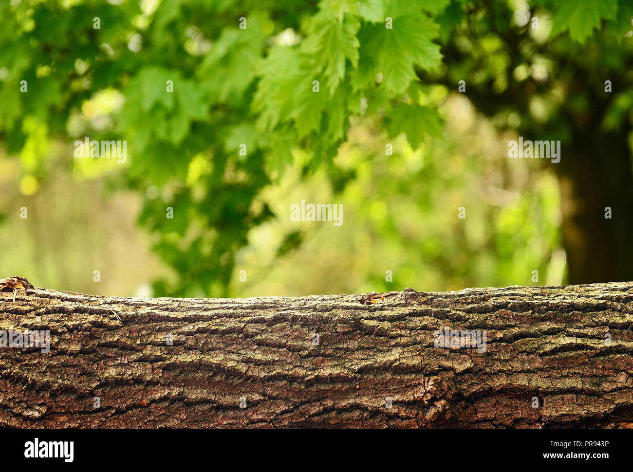 Wooden log background for product display montages Stock Photo - Alamy