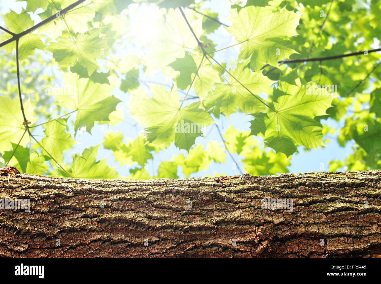 Wooden log background for product display montages Stock Photo - Alamy