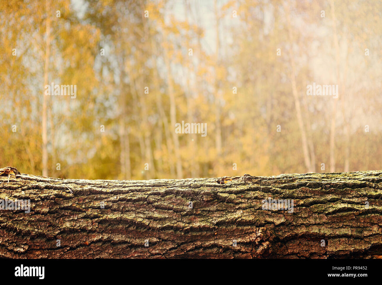Wooden log background for product display montages Stock Photo - Alamy