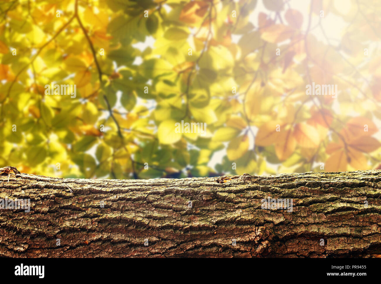 Wooden log background for product display montages Stock Photo - Alamy