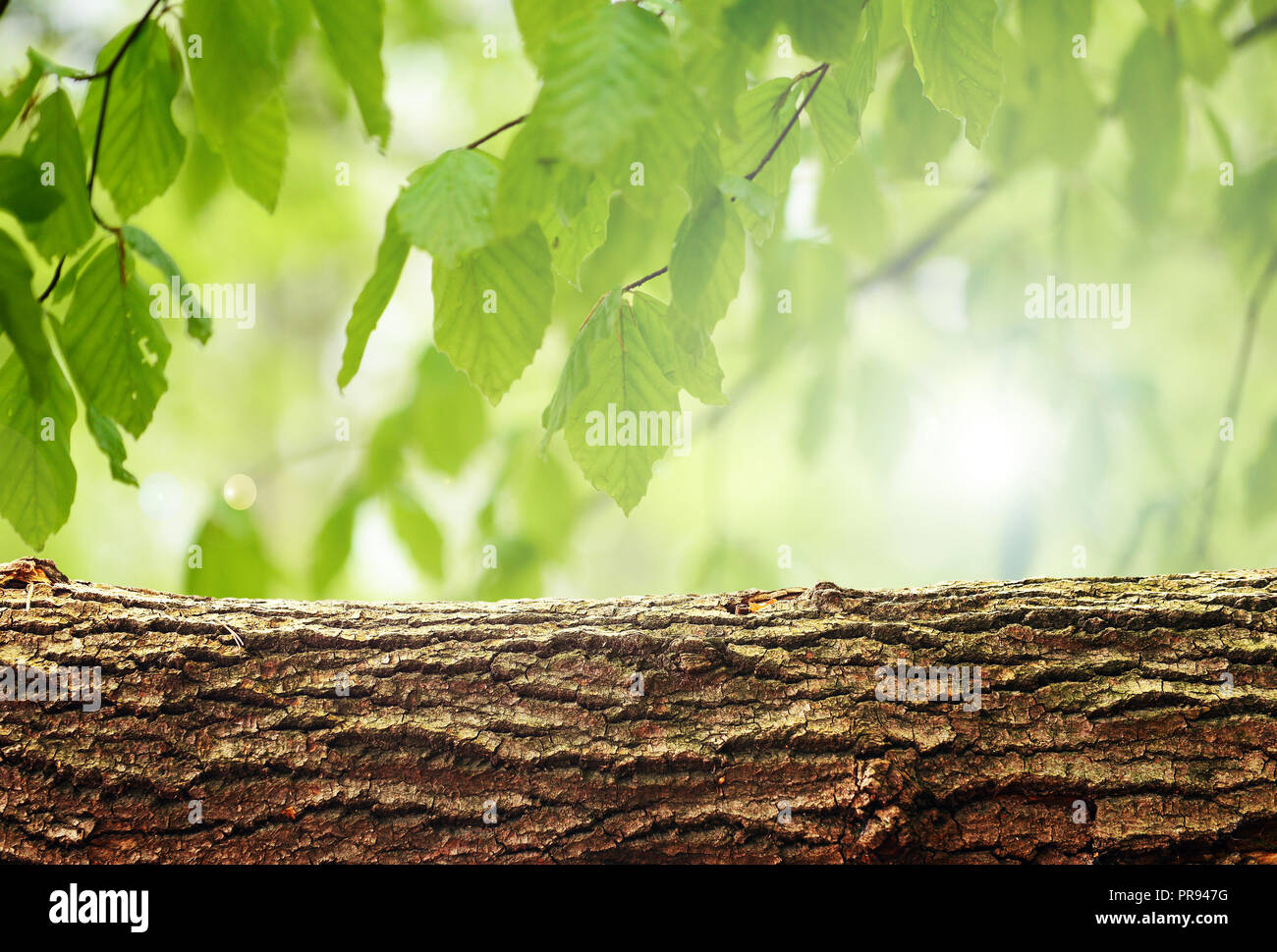Wooden log background for product display montages Stock Photo - Alamy