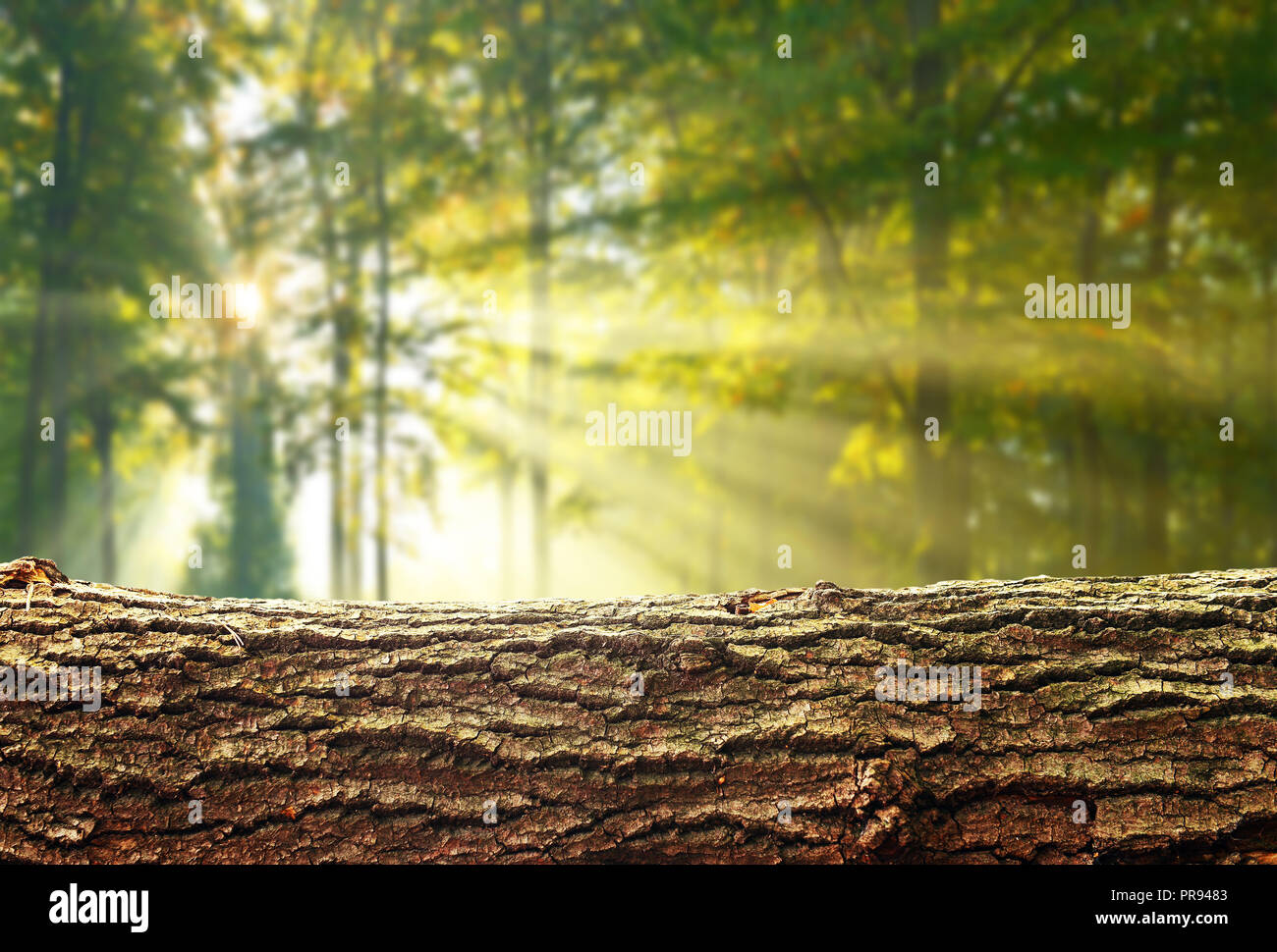 Wooden log background for product display montages Stock Photo - Alamy