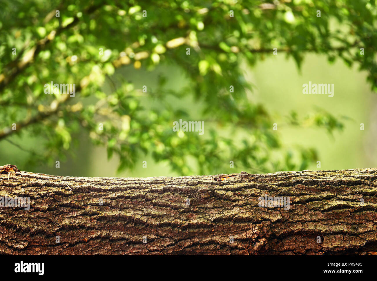 Wooden log background for product display montages Stock Photo - Alamy