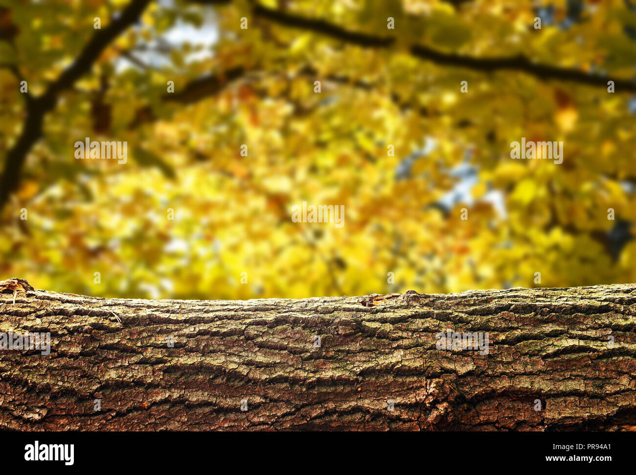Wooden log background for product display montages Stock Photo - Alamy
