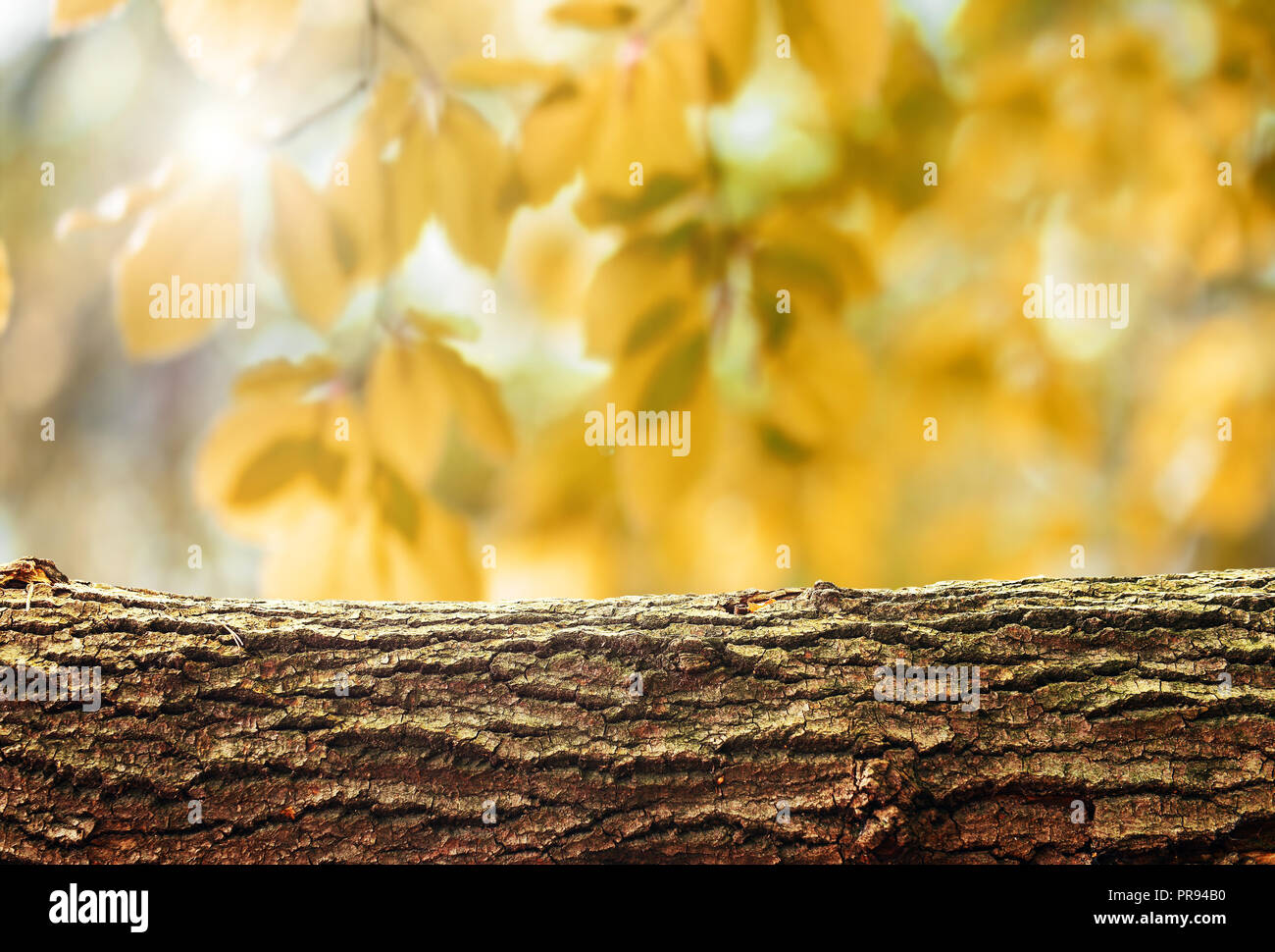 Wooden log background for product display montages Stock Photo - Alamy