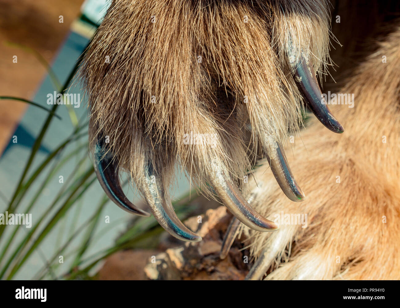 Brown Bear Paw With sharp Claws in view Stock Photo - Alamy