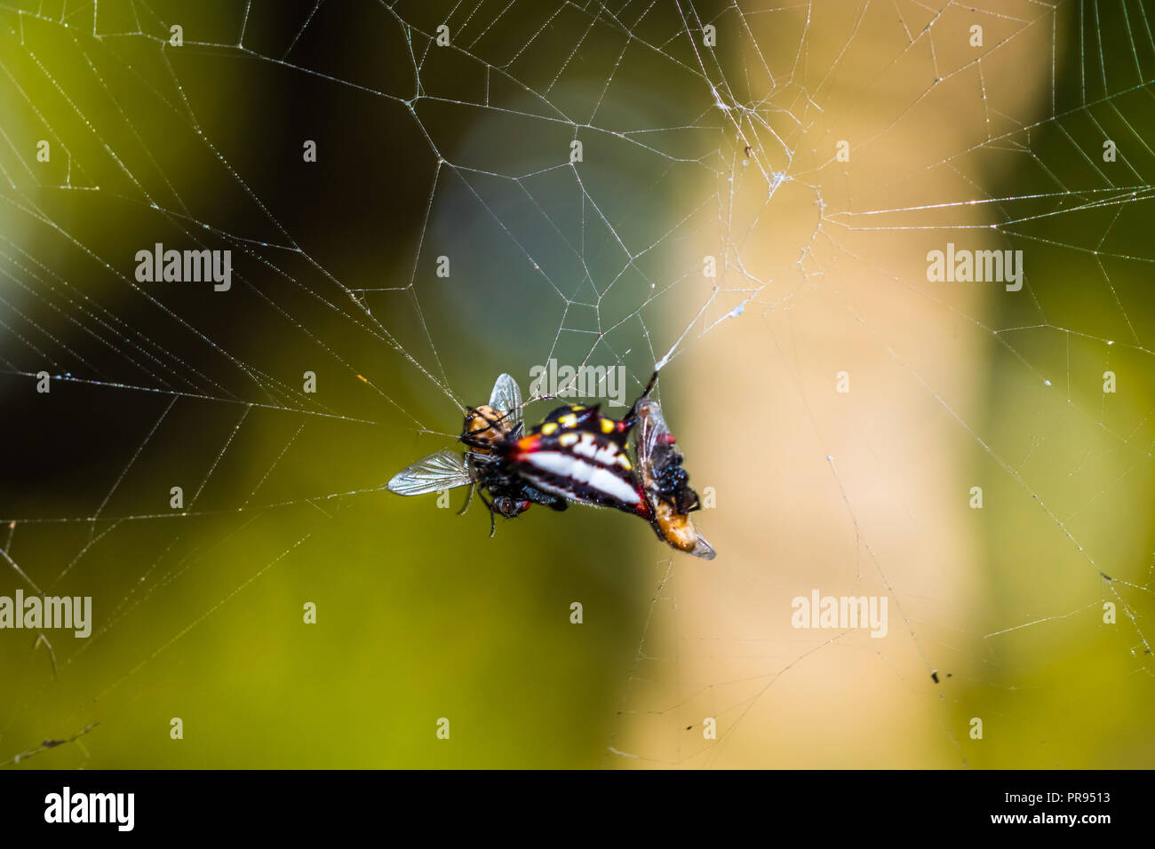 Spider attack hi-res stock photography and images - Alamy