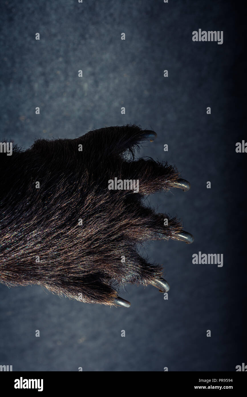 Grizzly bear sharp paws hi-res stock photography and images - Alamy
