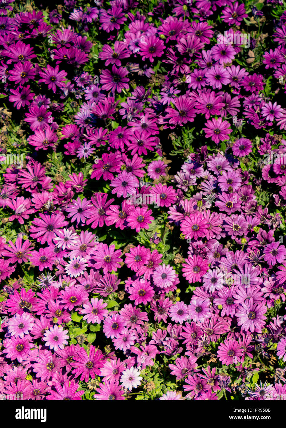 Blooming spring flowers as a colorful background Stock Photo - Alamy