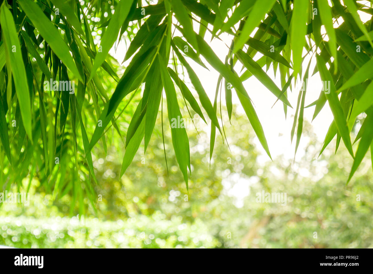 background texture green bamboo tree Stock Photo - Alamy