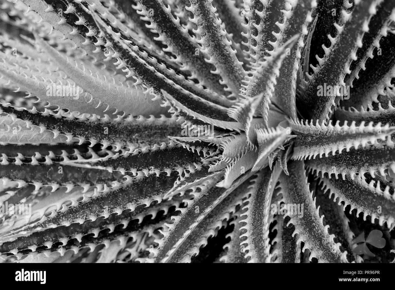 abstract background textuer of Cactus succulent plant Stock Photo - Alamy