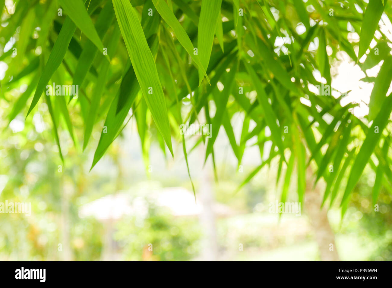 background texture green bamboo tree Stock Photo - Alamy