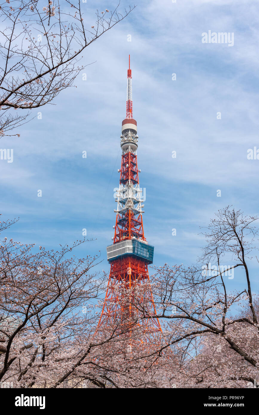Tokyo tower and Sakura Cherry blossom in spring season at Tokyo, Japan ...