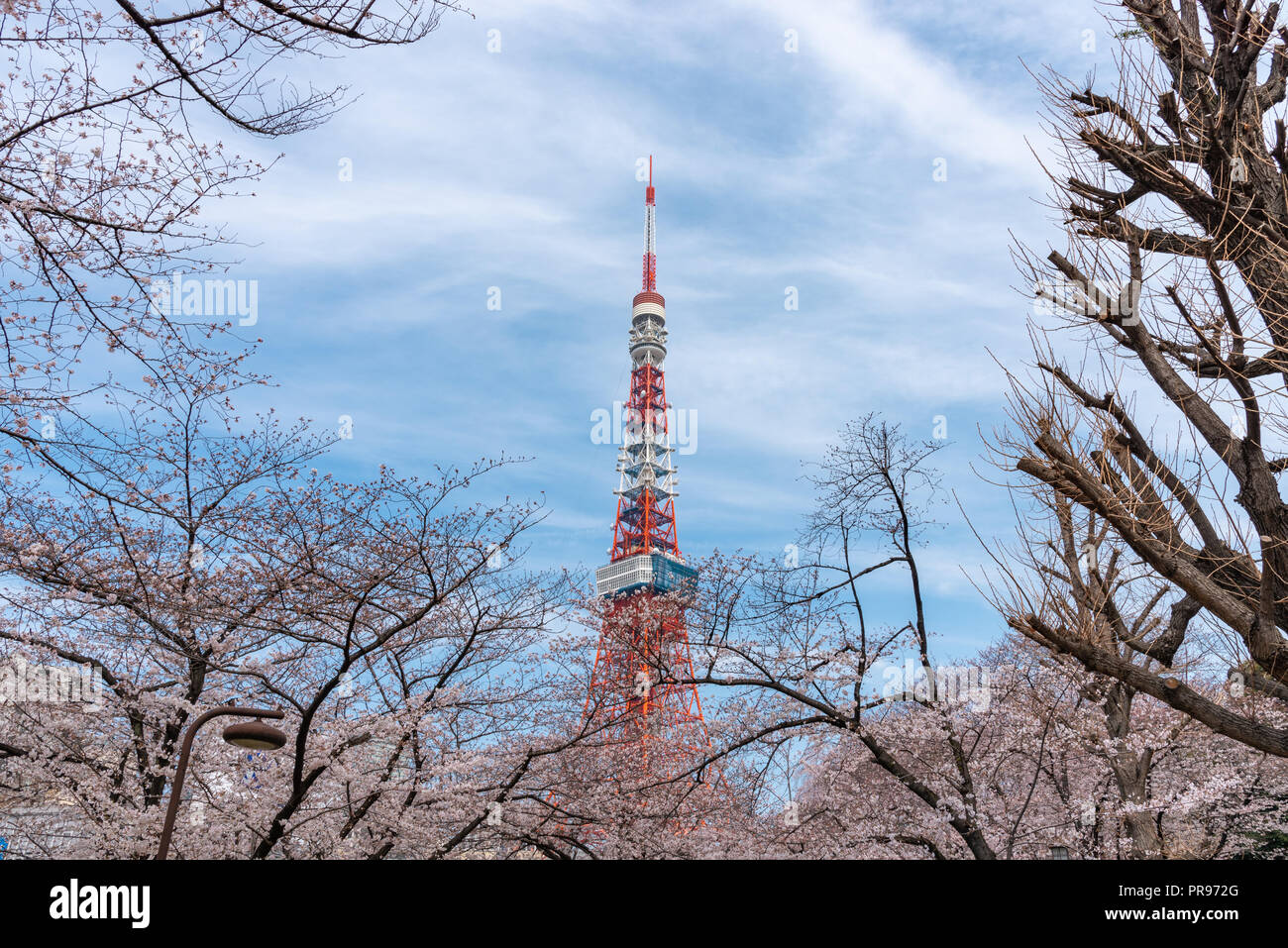 Tokyo tower and Sakura Cherry blossom in spring season at Tokyo, Japan ...
