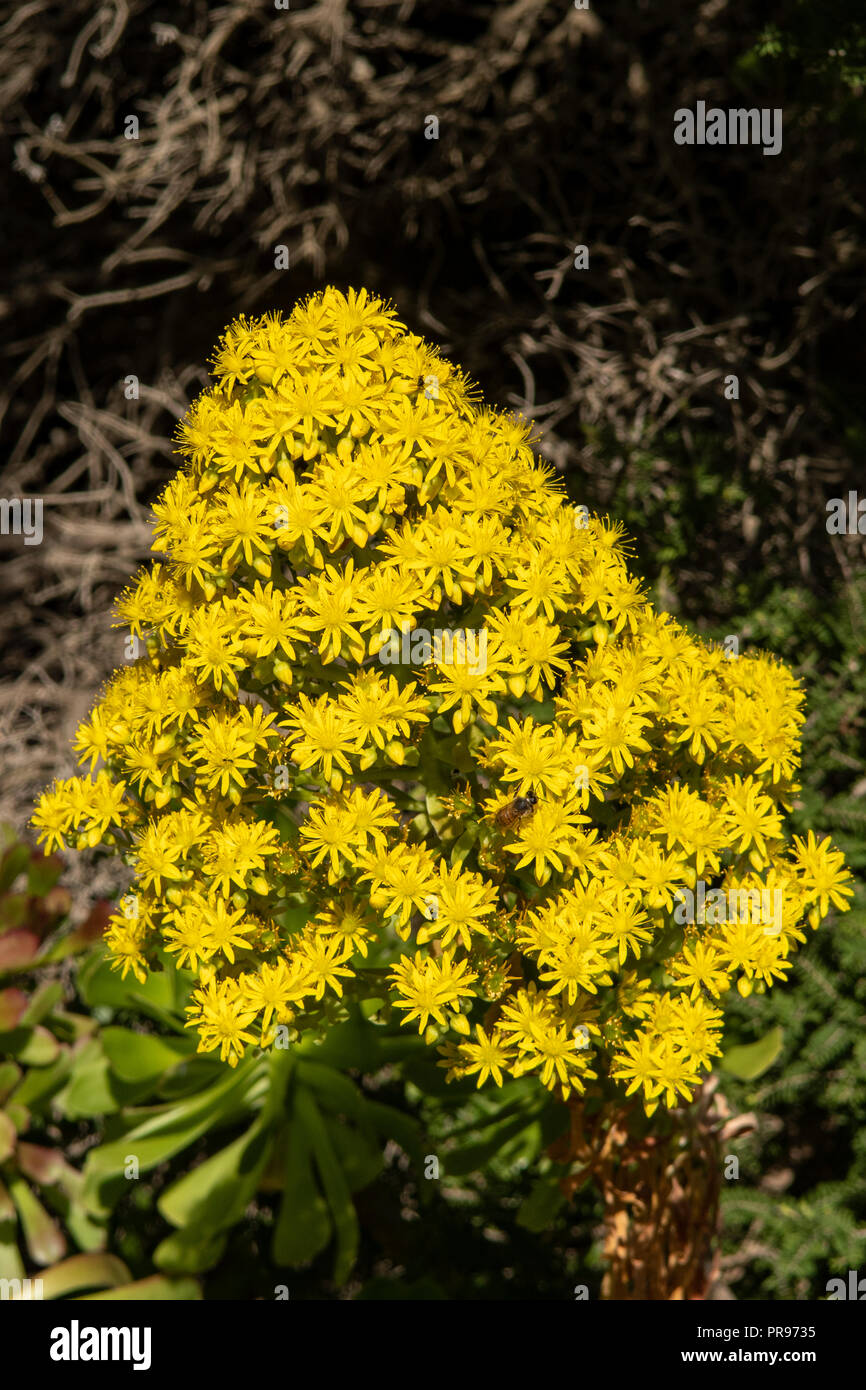 Aeonium arboreum, Tree Houseleek Stock Photo - Alamy