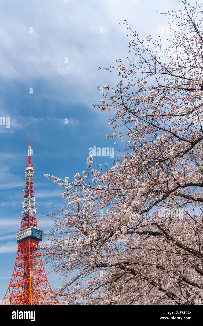 Tokyo tower and Sakura Cherry blossom in spring season at Tokyo, Japan ...