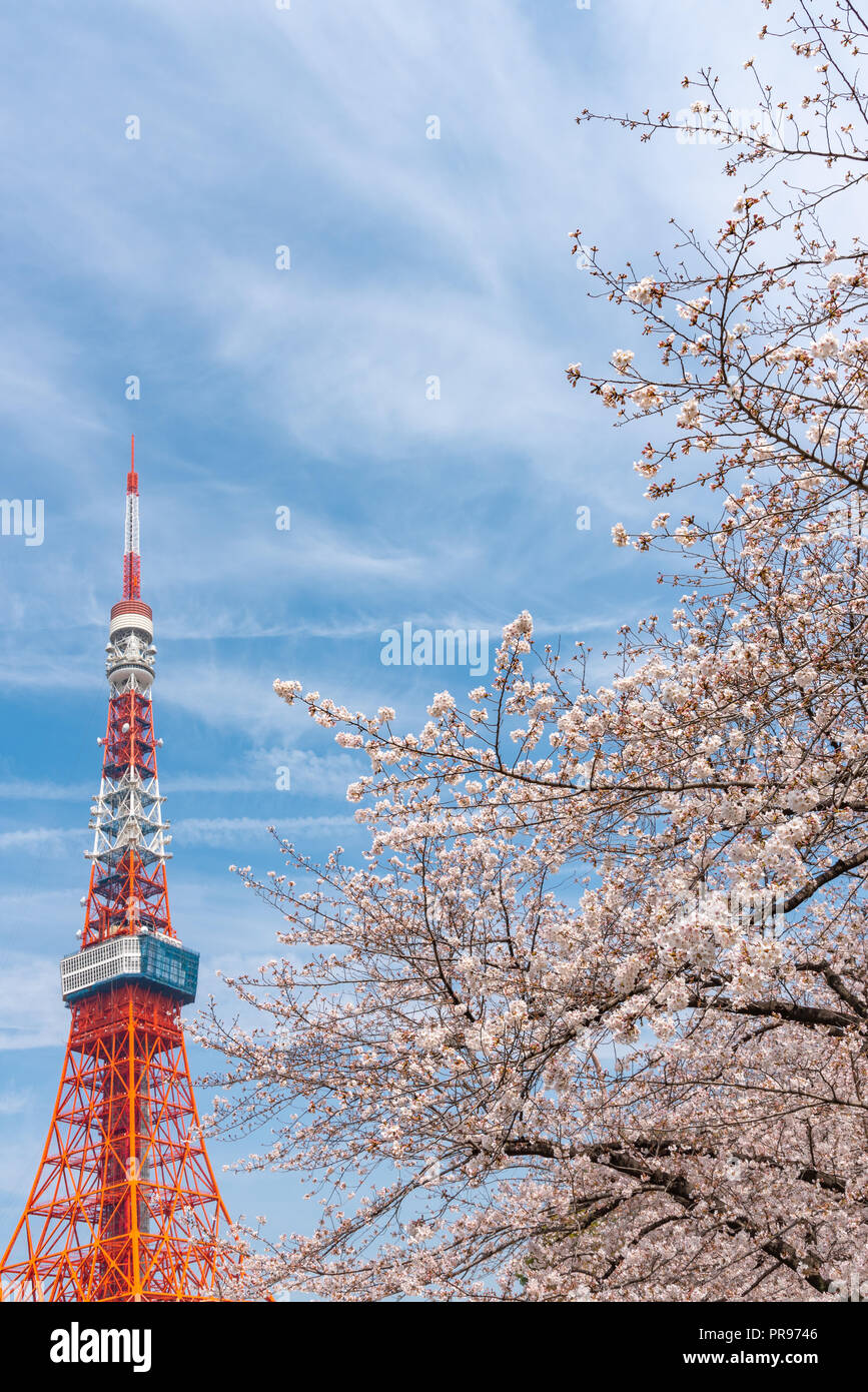 Tokyo tower and Sakura Cherry blossom in spring season at Tokyo, Japan ...