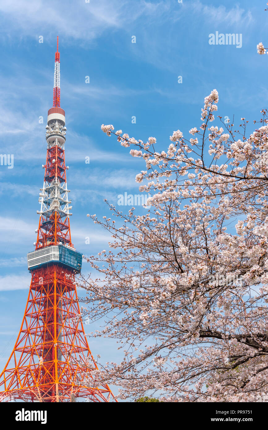 Tokyo tower and Sakura Cherry blossom in spring season at Tokyo, Japan ...