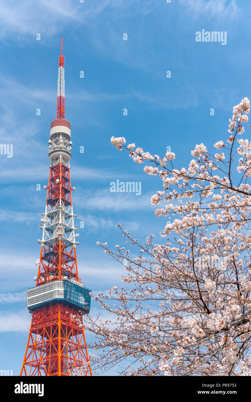 Tokyo tower and Sakura Cherry blossom in spring season at Tokyo, Japan ...