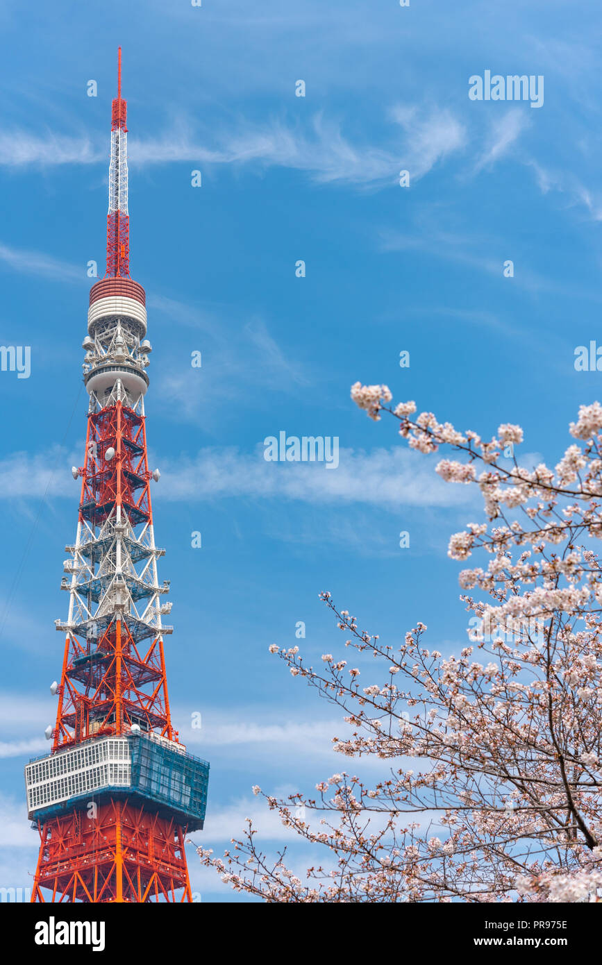 Tokyo tower and Sakura Cherry blossom in spring season at Tokyo, Japan ...