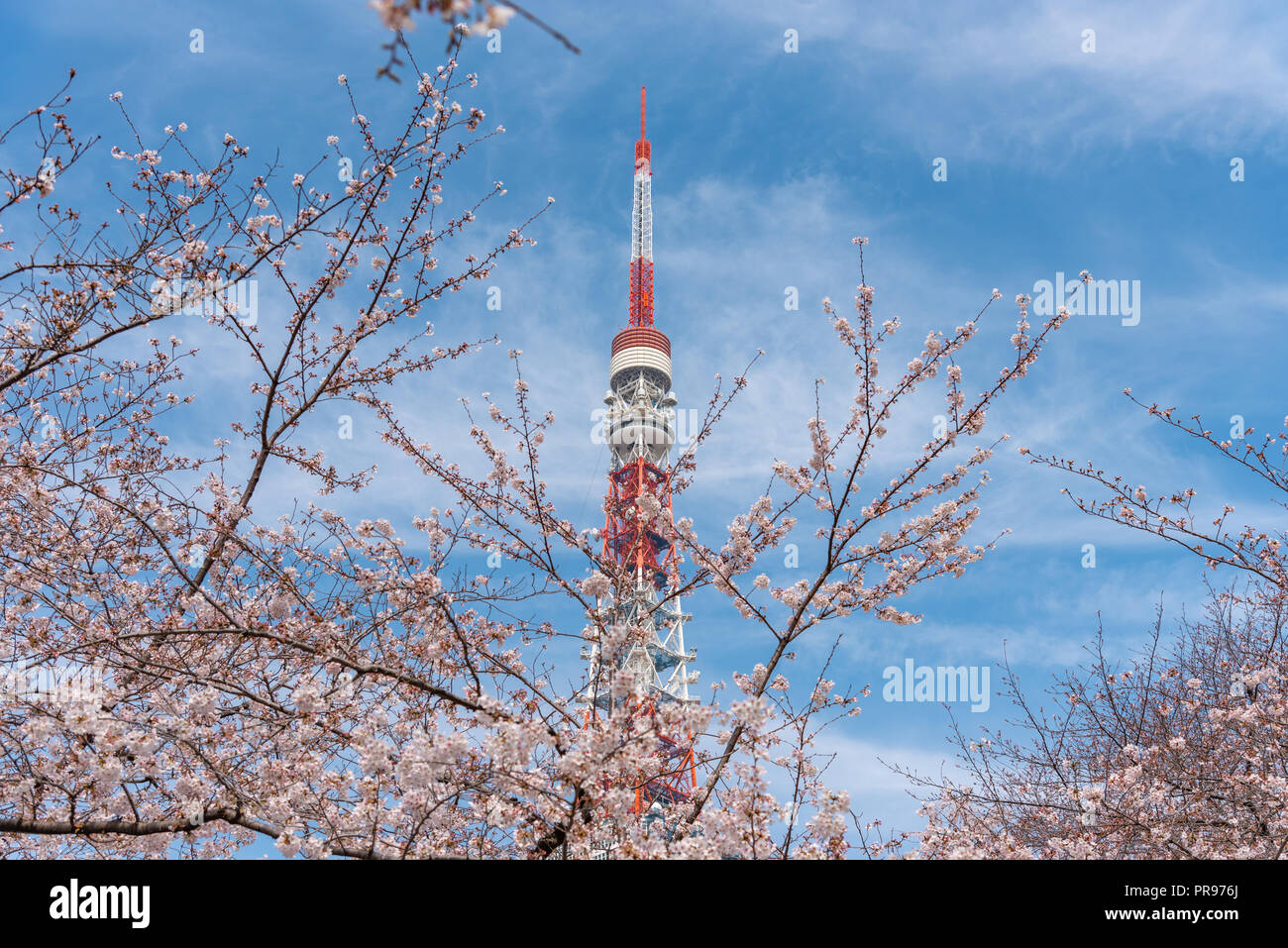 Tokyo tower and Sakura Cherry blossom in spring season at Tokyo, Japan ...