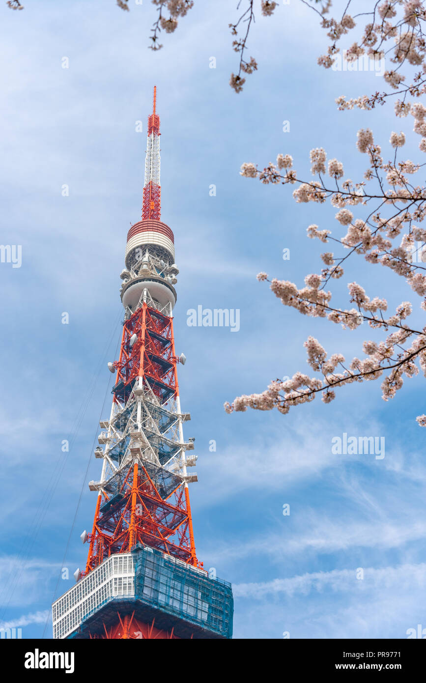 Tokyo tower and Sakura Cherry blossom in spring season at Tokyo, Japan ...