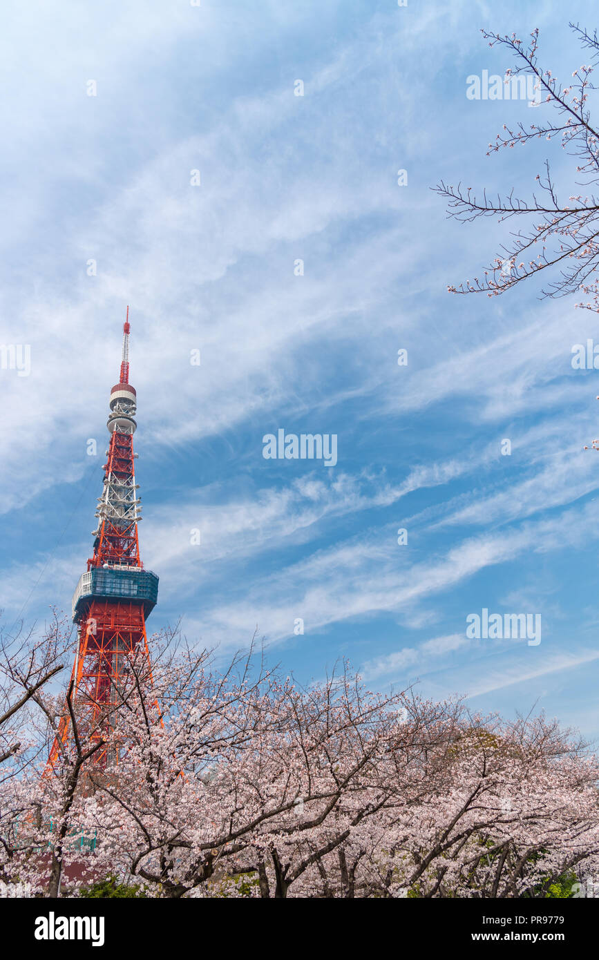 Tokyo tower and Sakura Cherry blossom in spring season at Tokyo, Japan ...
