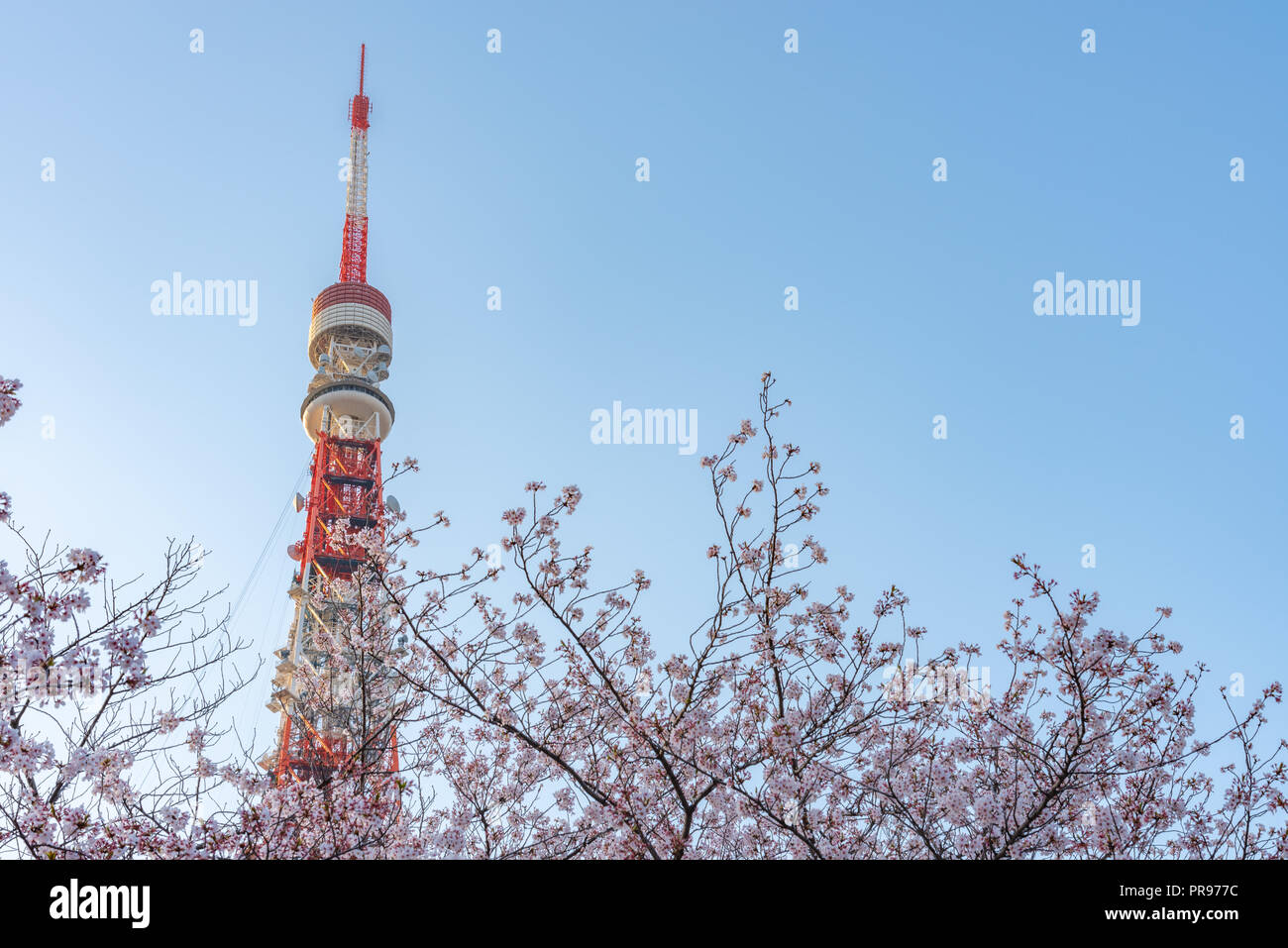 Tokyo tower and Sakura Cherry blossom in spring season at Tokyo, Japan ...