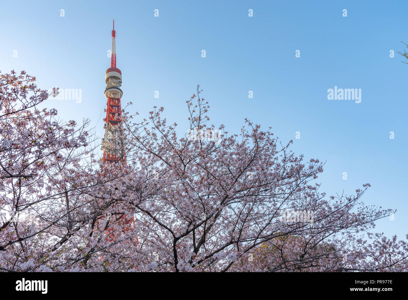 Tokyo tower and Sakura Cherry blossom in spring season at Tokyo, Japan ...