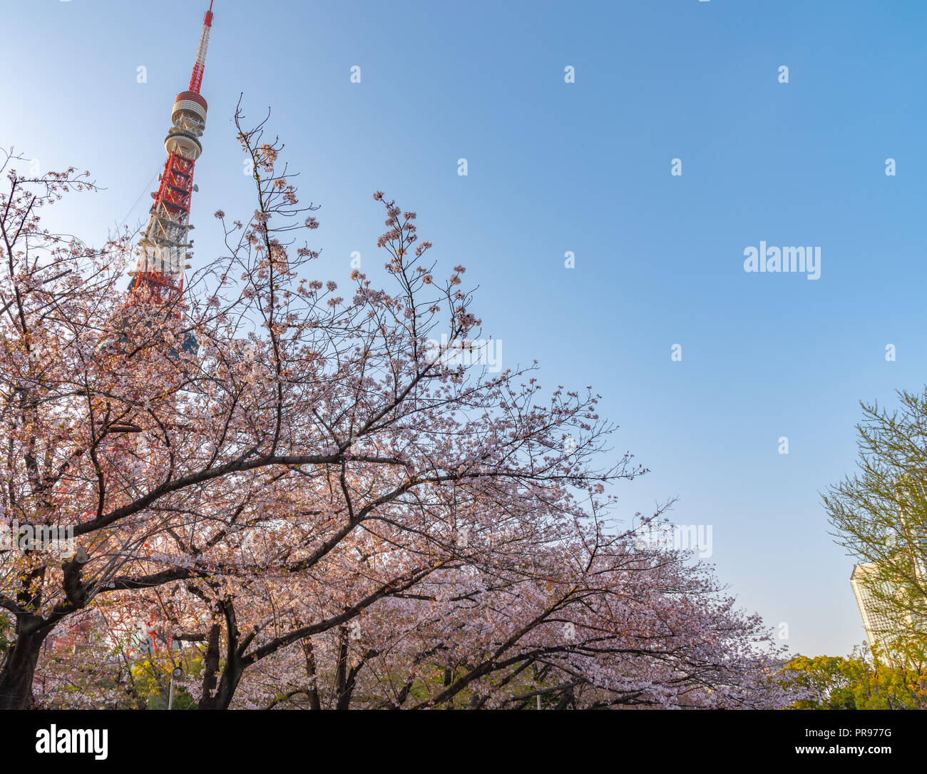 Tokyo tower and Sakura Cherry blossom in spring season at Tokyo, Japan ...