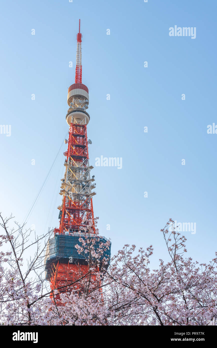 Tokyo tower and Sakura Cherry blossom in spring season at Tokyo, Japan ...