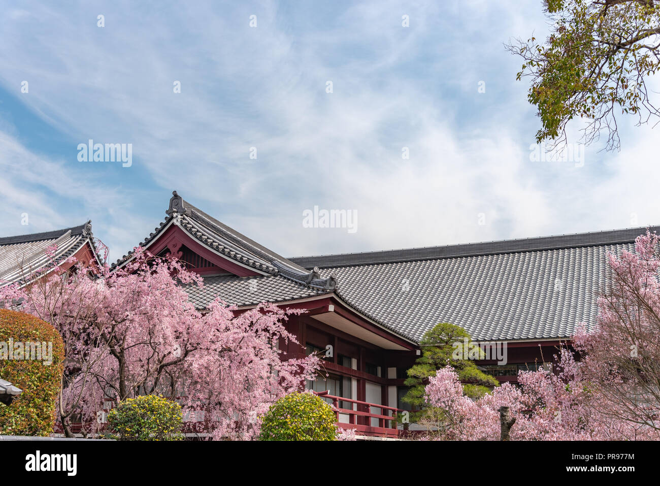 Tokyo tower and Sakura Cherry blossom in spring season at Tokyo, Japan ...