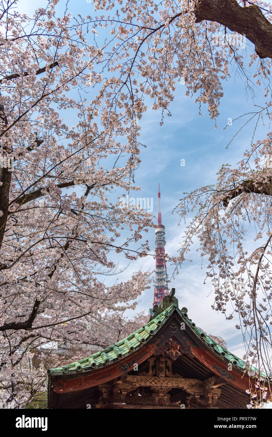 Tokyo tower and Sakura Cherry blossom in spring season at Tokyo, Japan ...