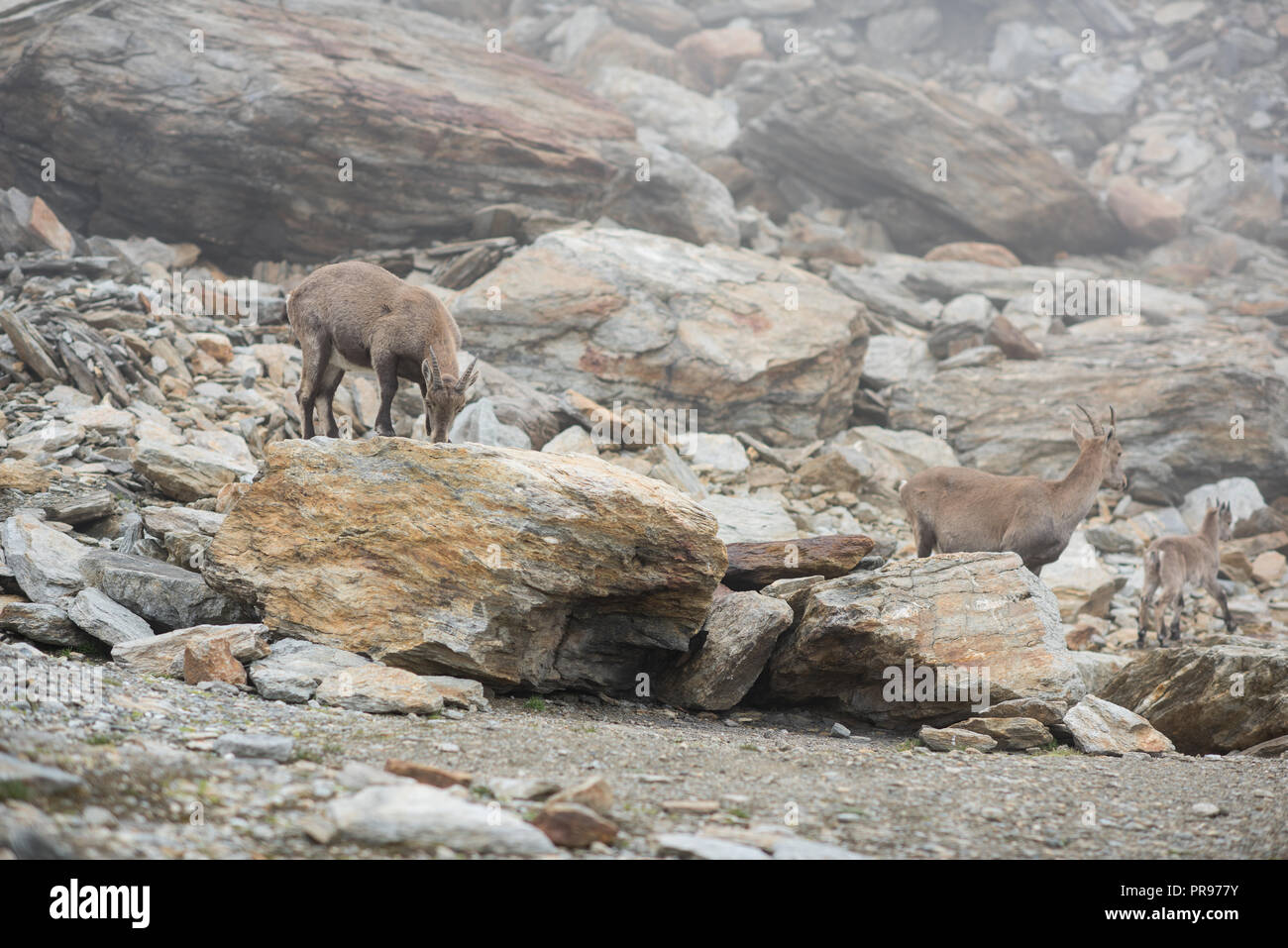 ibex family in switzerland alps, Hohsaas 3200m ü. M Stock Photo - Alamy